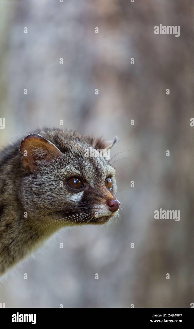 COMMON GENET - GINETA (Genetta genetta Stock Photo - Alamy