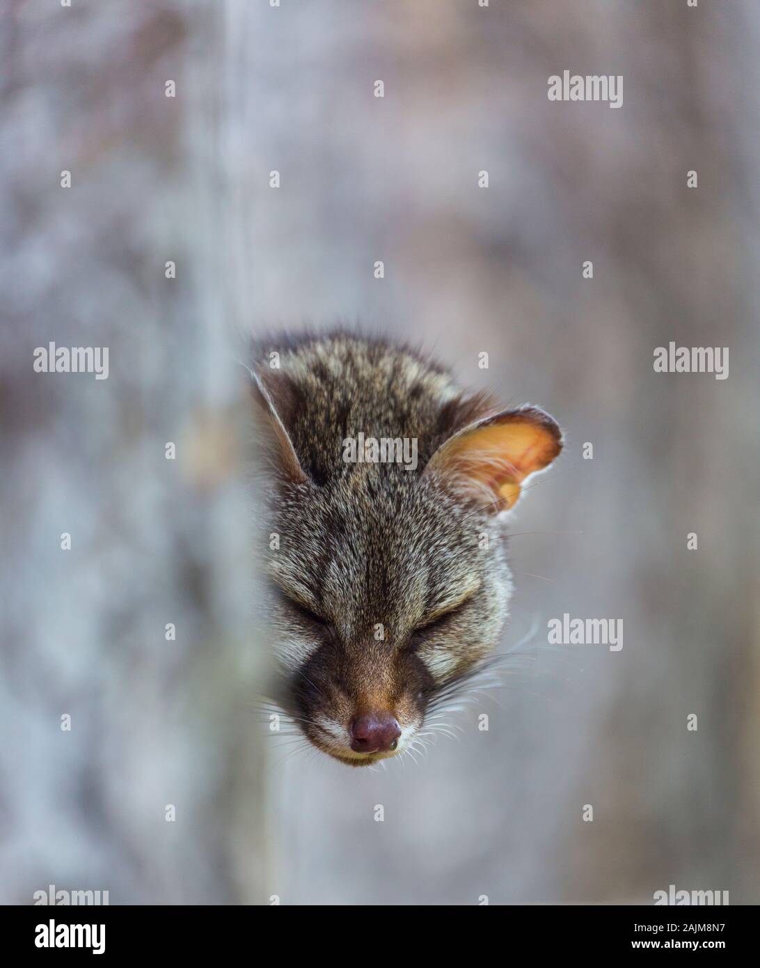 COMMON GENET - GINETA (Genetta genetta Stock Photo - Alamy