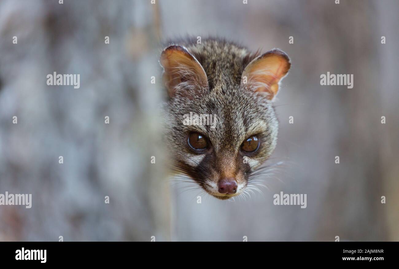 COMMON GENET - GINETA (Genetta genetta Stock Photo - Alamy