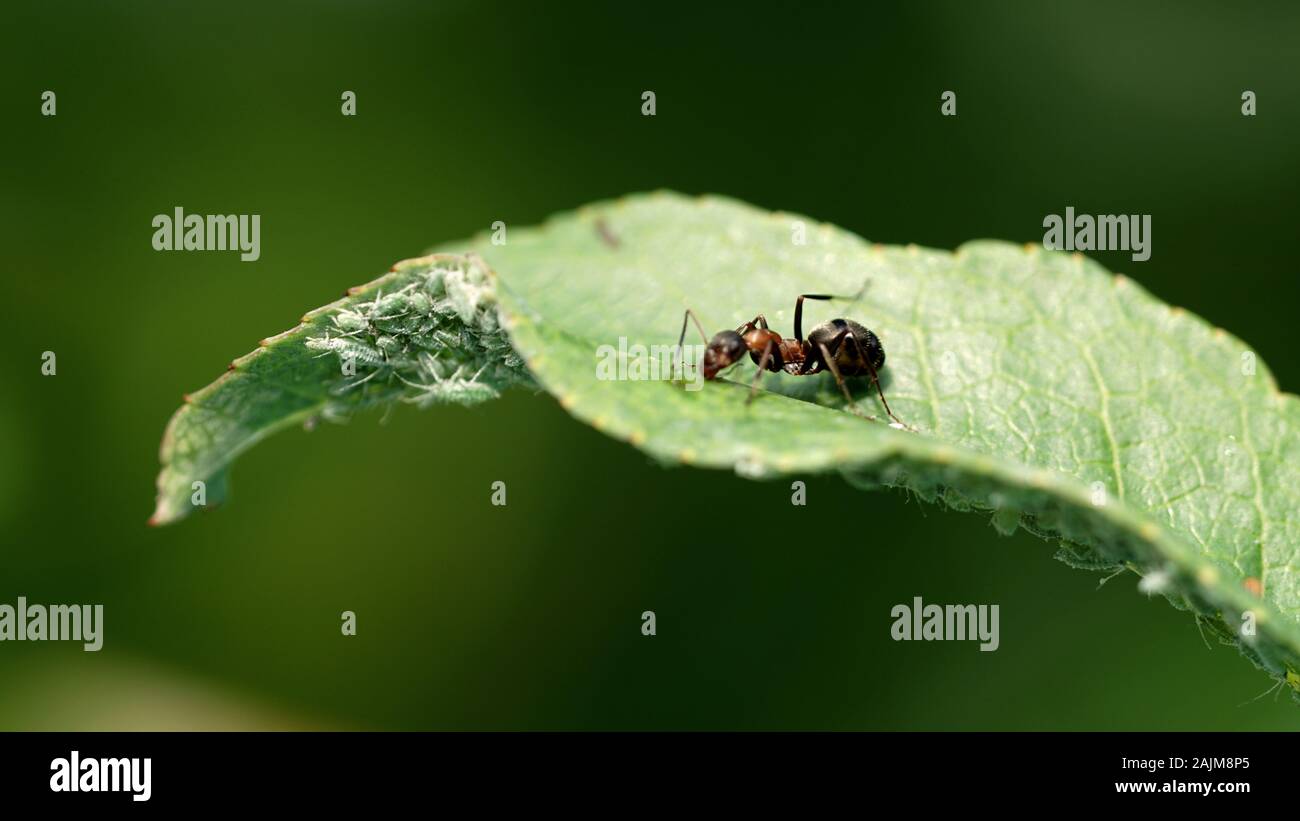 Close up of ant on leaf Stock Photo - Alamy