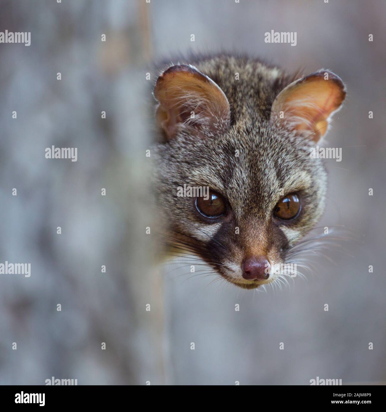 COMMON GENET - GINETA (Genetta genetta Stock Photo - Alamy