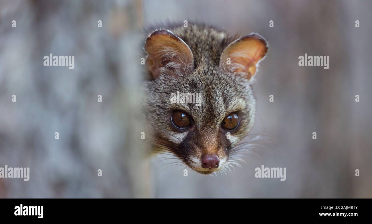 COMMON GENET - GINETA (Genetta genetta Stock Photo - Alamy