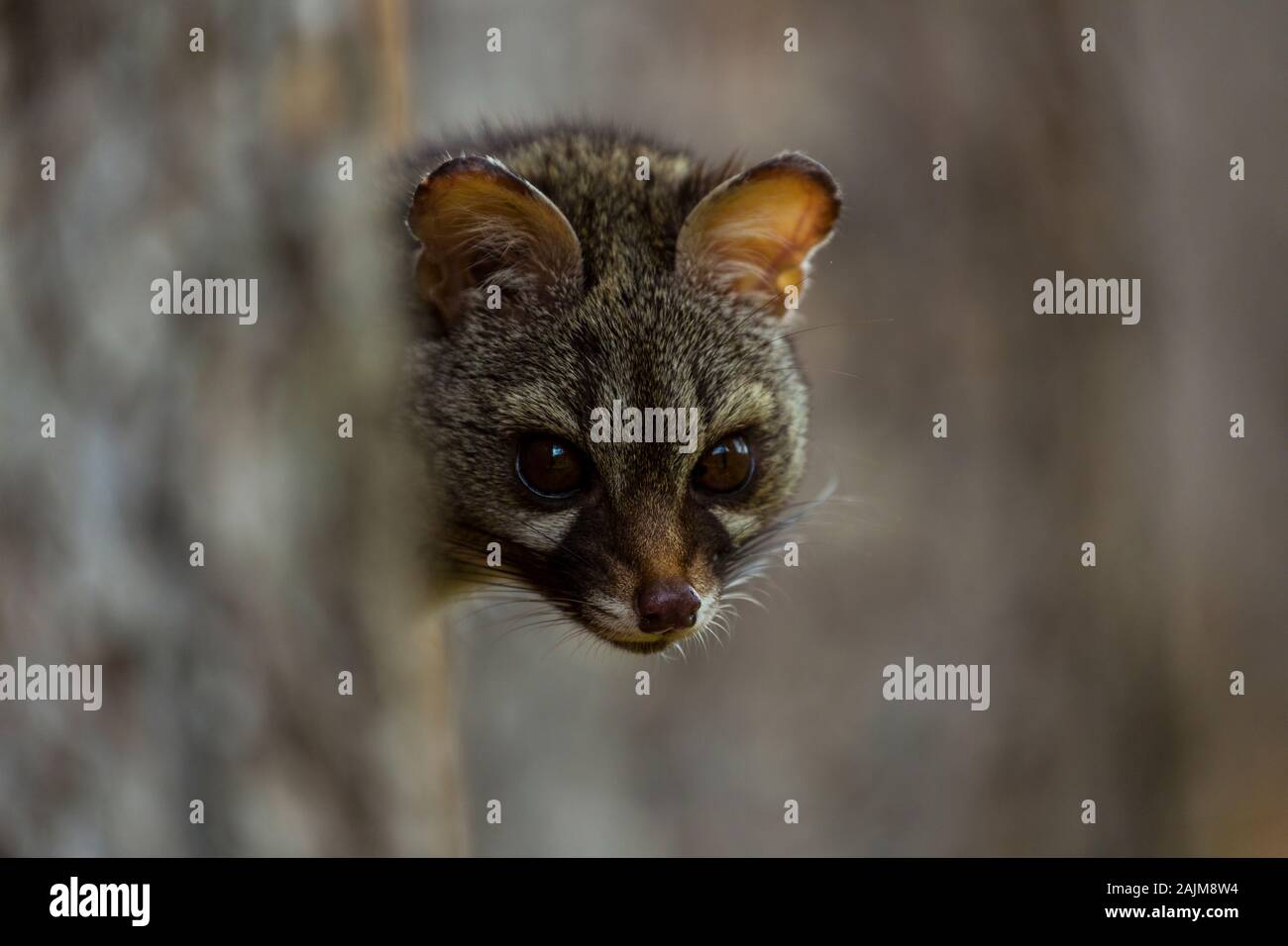 COMMON GENET - GINETA (Genetta genetta Stock Photo - Alamy