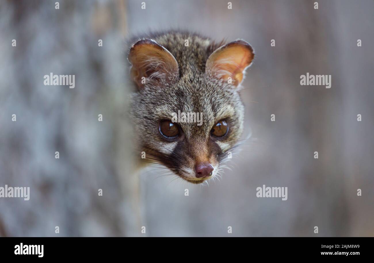 COMMON GENET - GINETA (Genetta genetta Stock Photo - Alamy