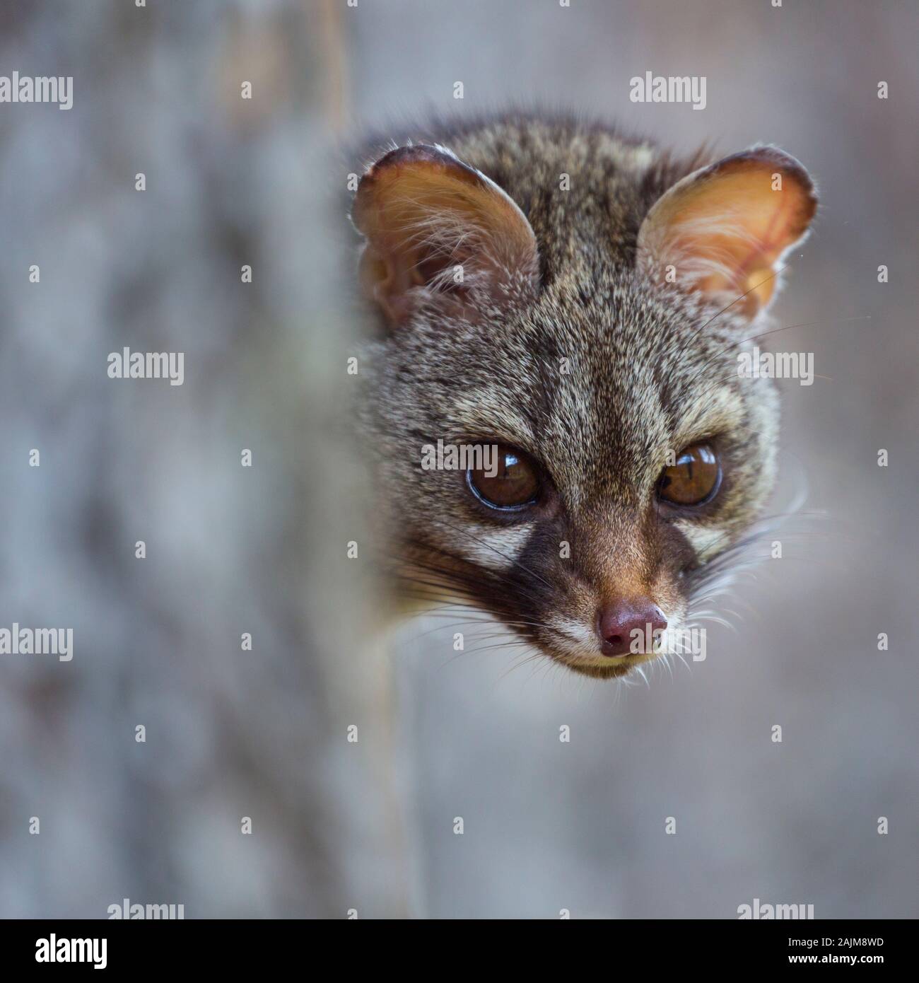 Genetta Cat Full Grown