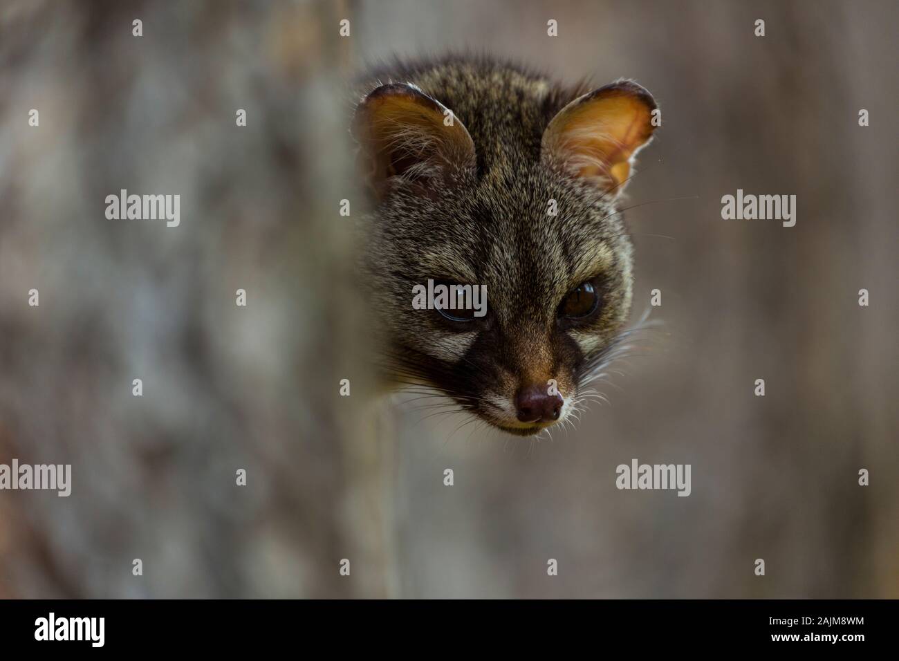 COMMON GENET - GINETA (Genetta genetta Stock Photo - Alamy
