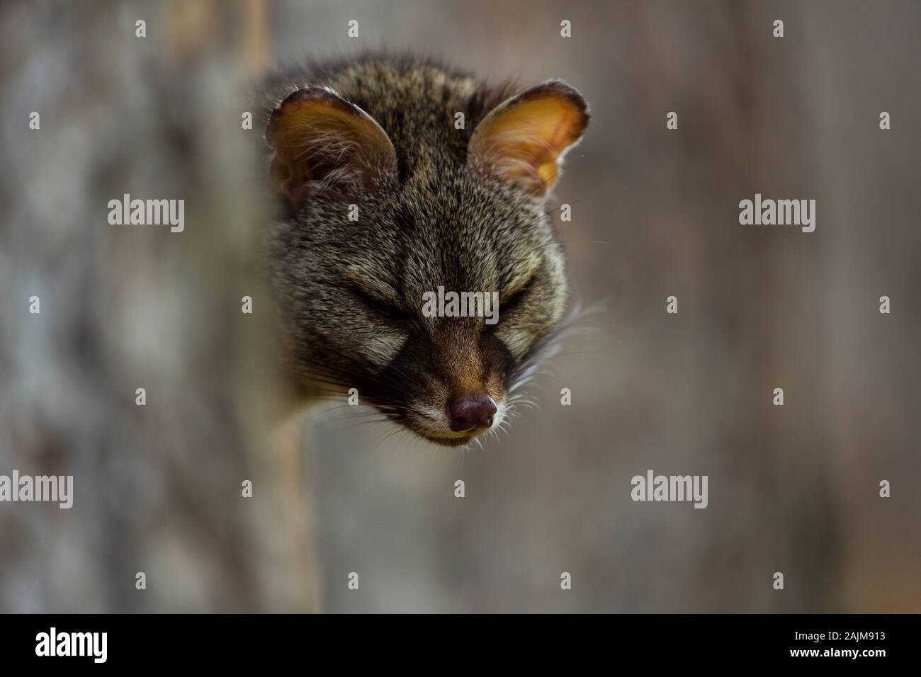Gineta Common Genet Genetta Genetta High Resolution Stock Photography ...