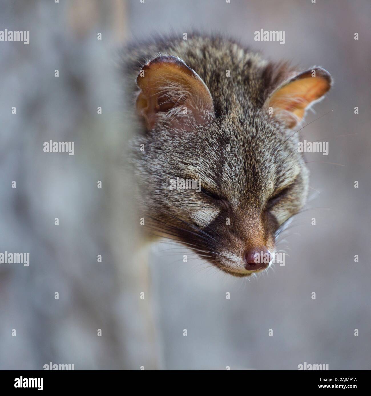 Gineta common genet genetta genetta hi-res stock photography and images ...