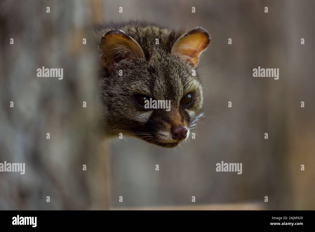 Genetta Cat Full Grown