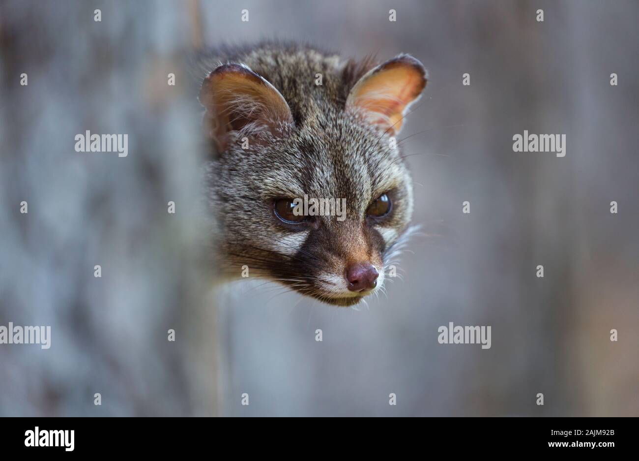 COMMON GENET - GINETA (Genetta genetta Stock Photo - Alamy