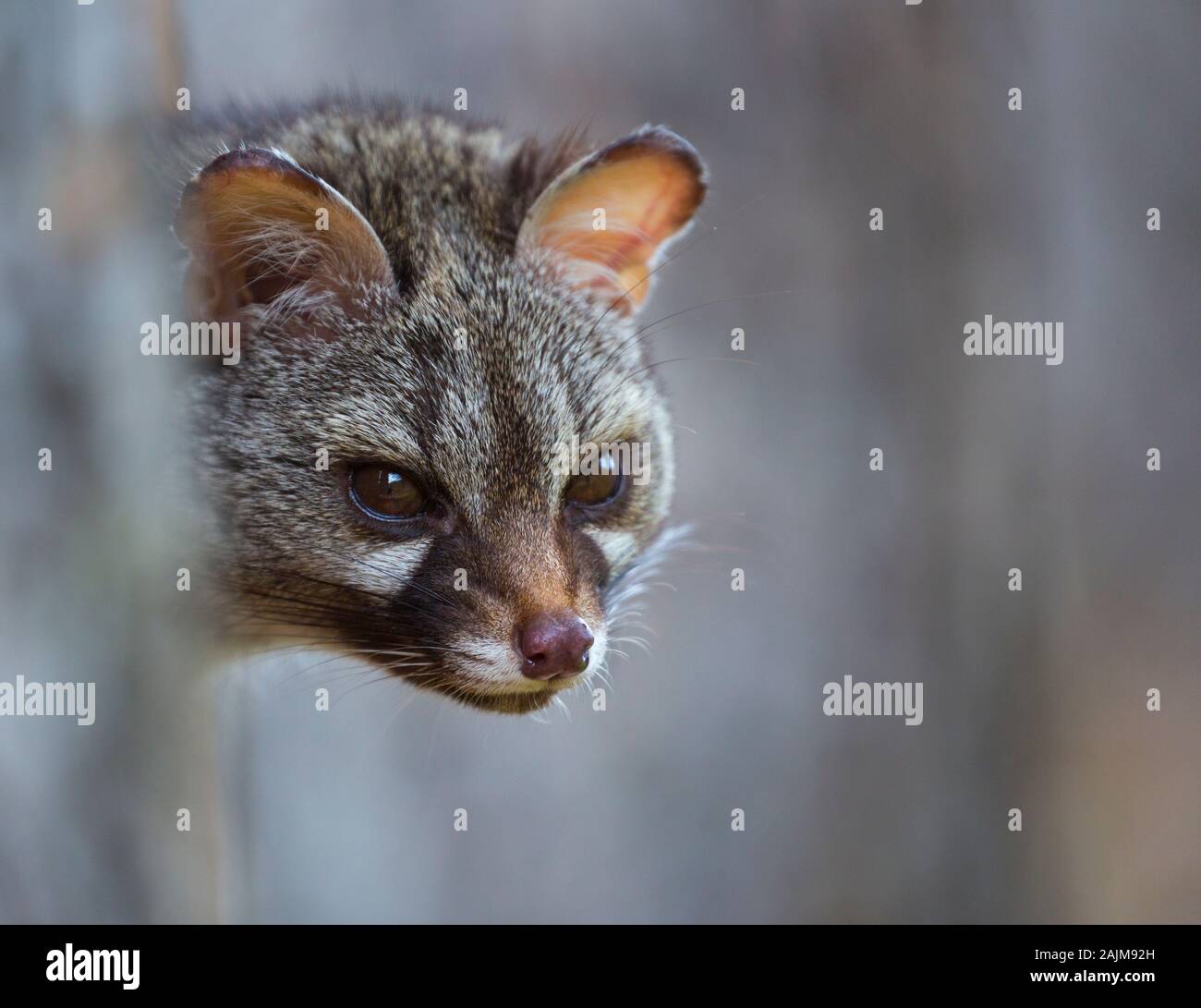 COMMON GENET - GINETA (Genetta genetta Stock Photo - Alamy