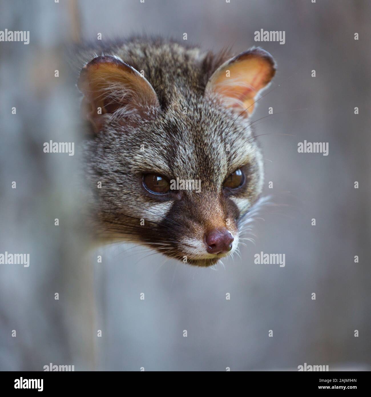 Genetta Cat Full Grown