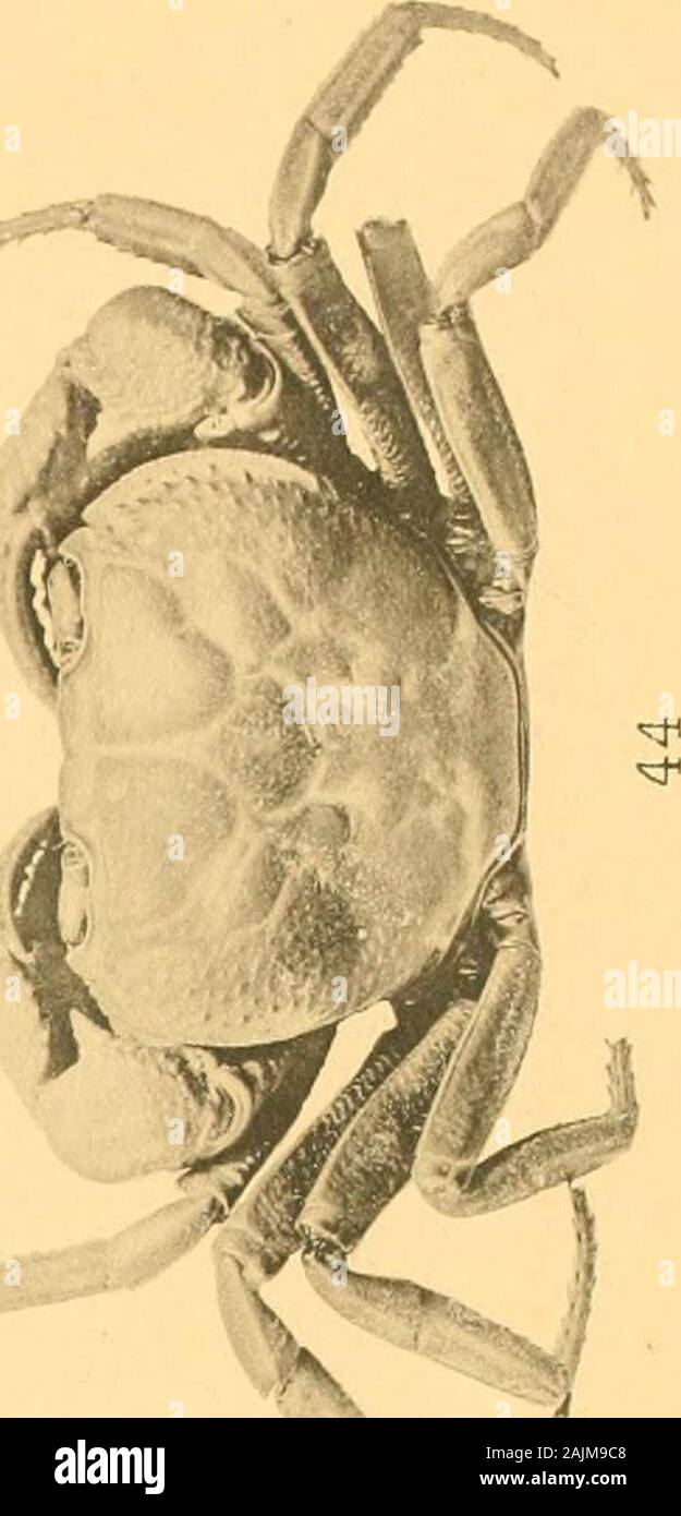 Catalogue indian decapod crustacea in hi-res stock photography and ...