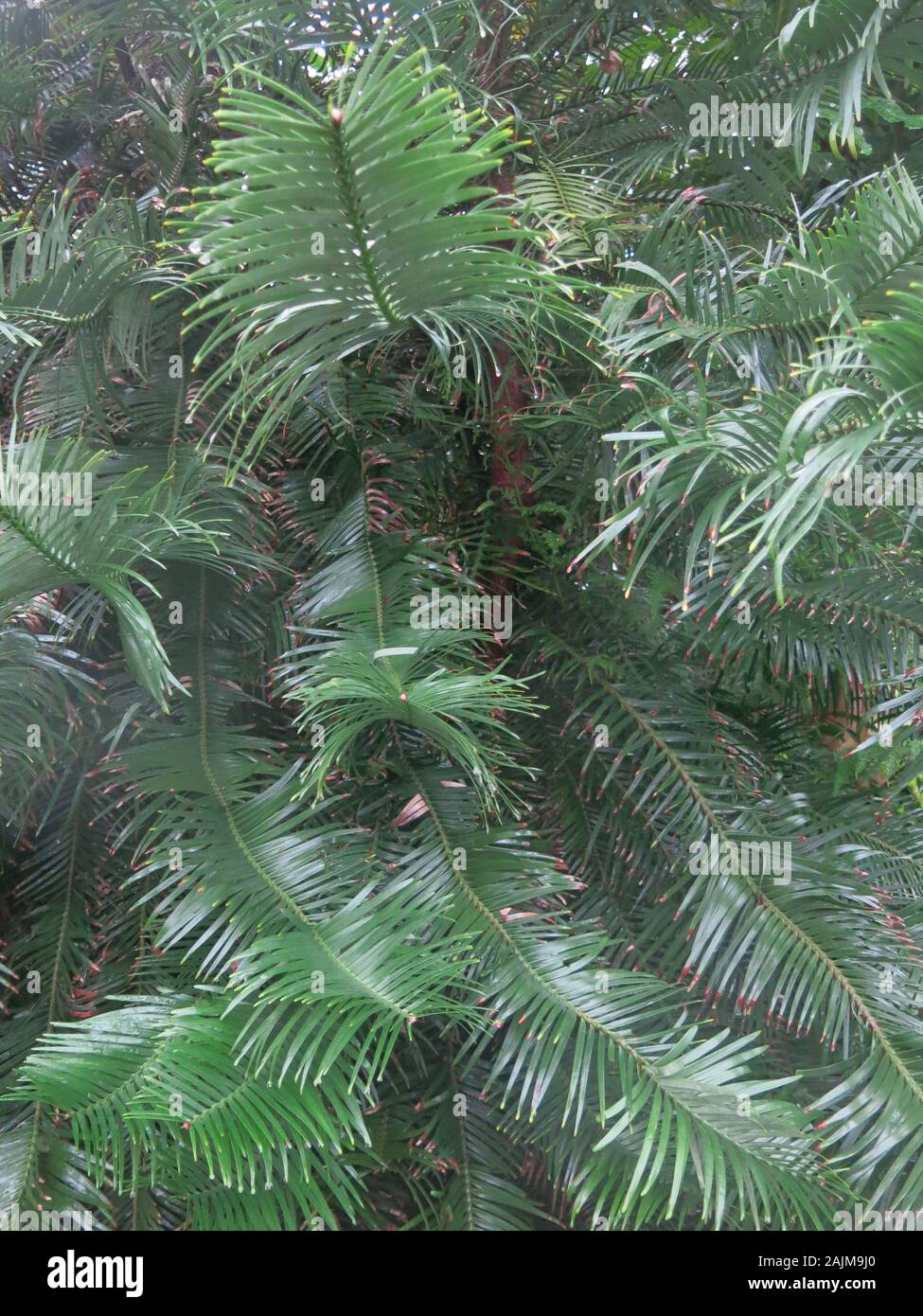 Close-up of the leafy fronds of one of the world's oldest and rarest ...