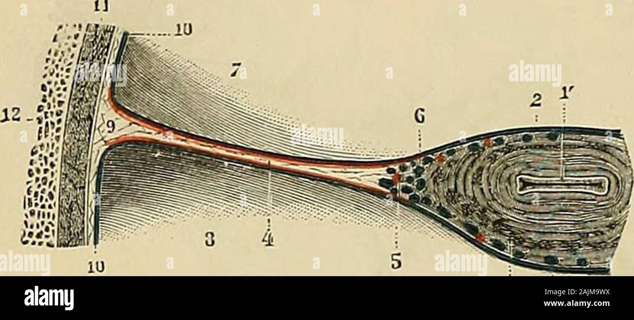 Ligament large de l'utérus hi-res stock photography and images - Alamy