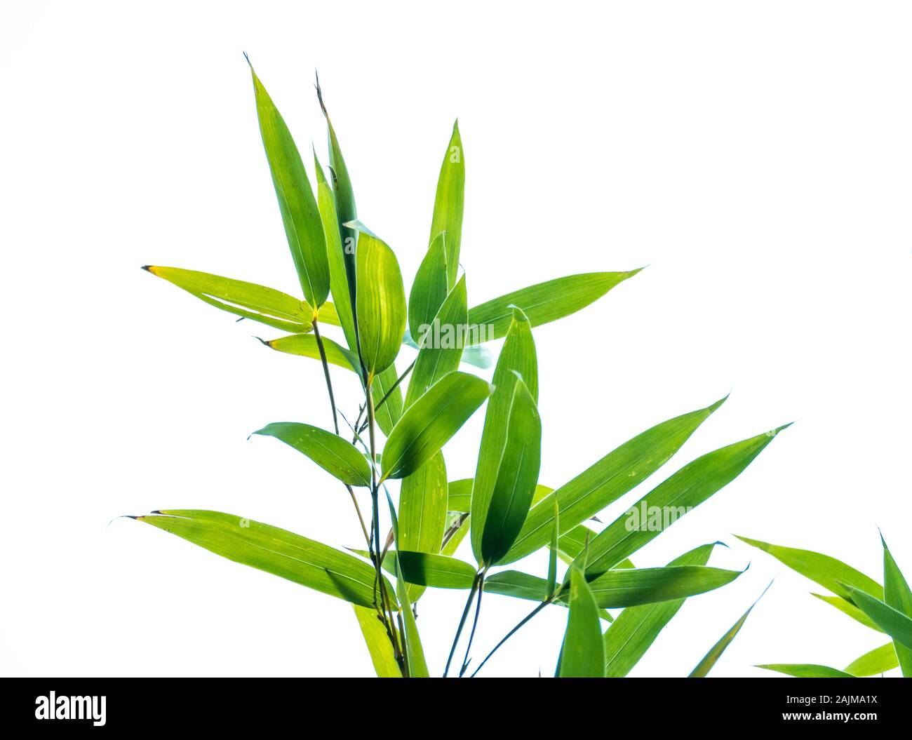 bamboo leaves isolated on white background Stock Photo - Alamy