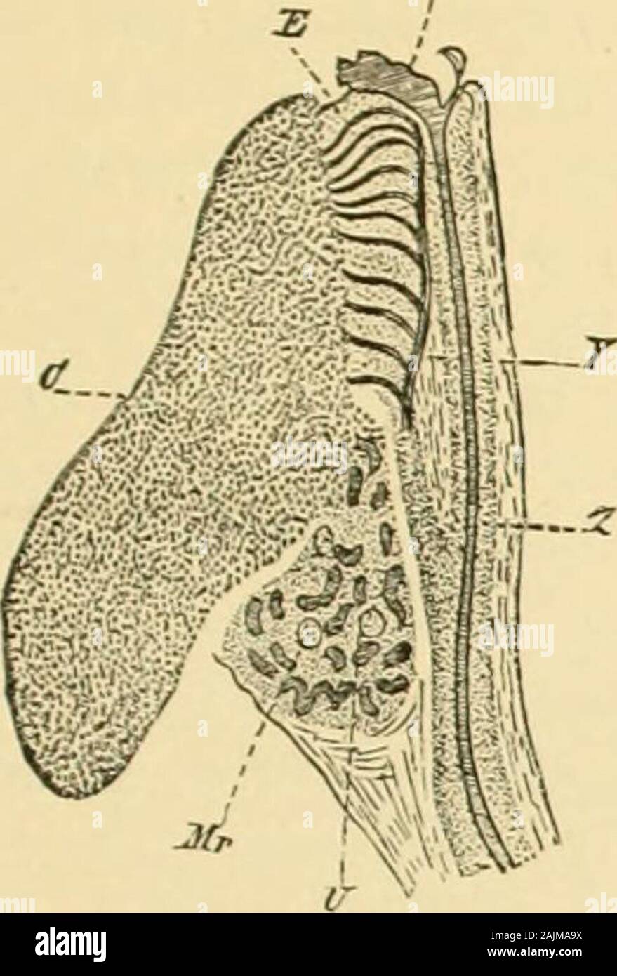 A system of gynecology . of thetesticle; d, diaphragmatic ligament of ...