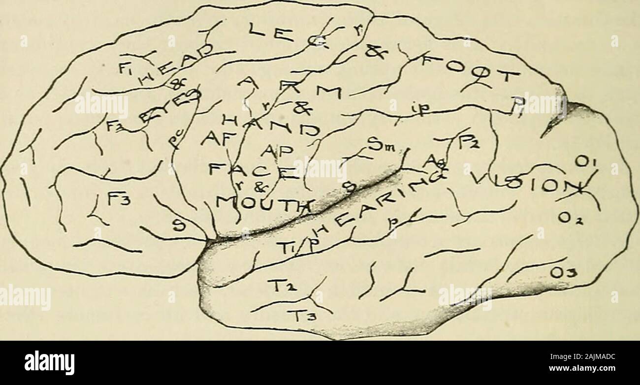 Macaque brain hi-res stock photography and images - Alamy