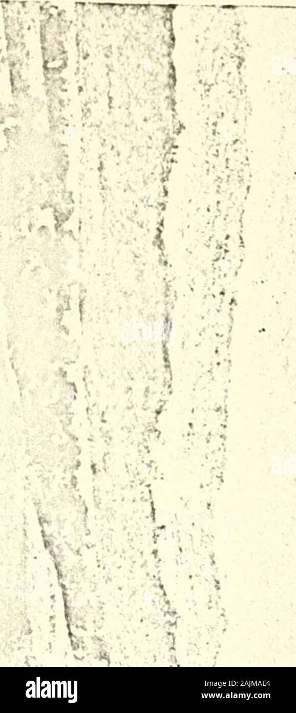 Eeil hi-res stock photography and images - Alamy