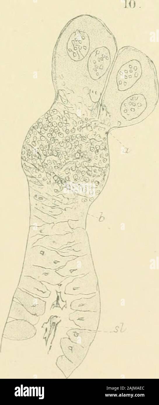 Hermaphroditism hi-res stock photography and images - Alamy