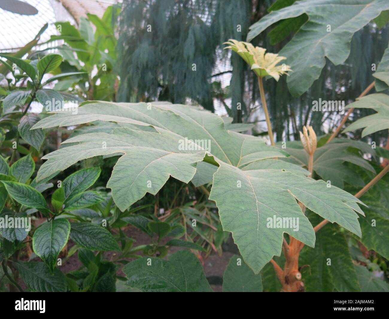 Tetrapanax hi-res stock photography and images - Alamy