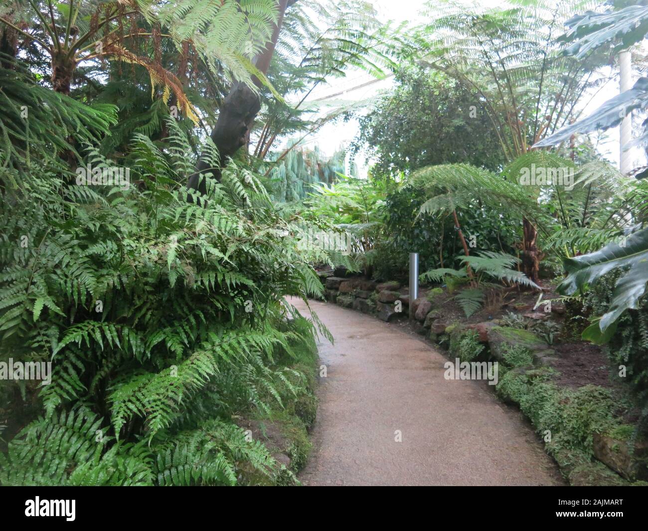 Pathways lead through tropical ferns in a rainforest environment at the ...