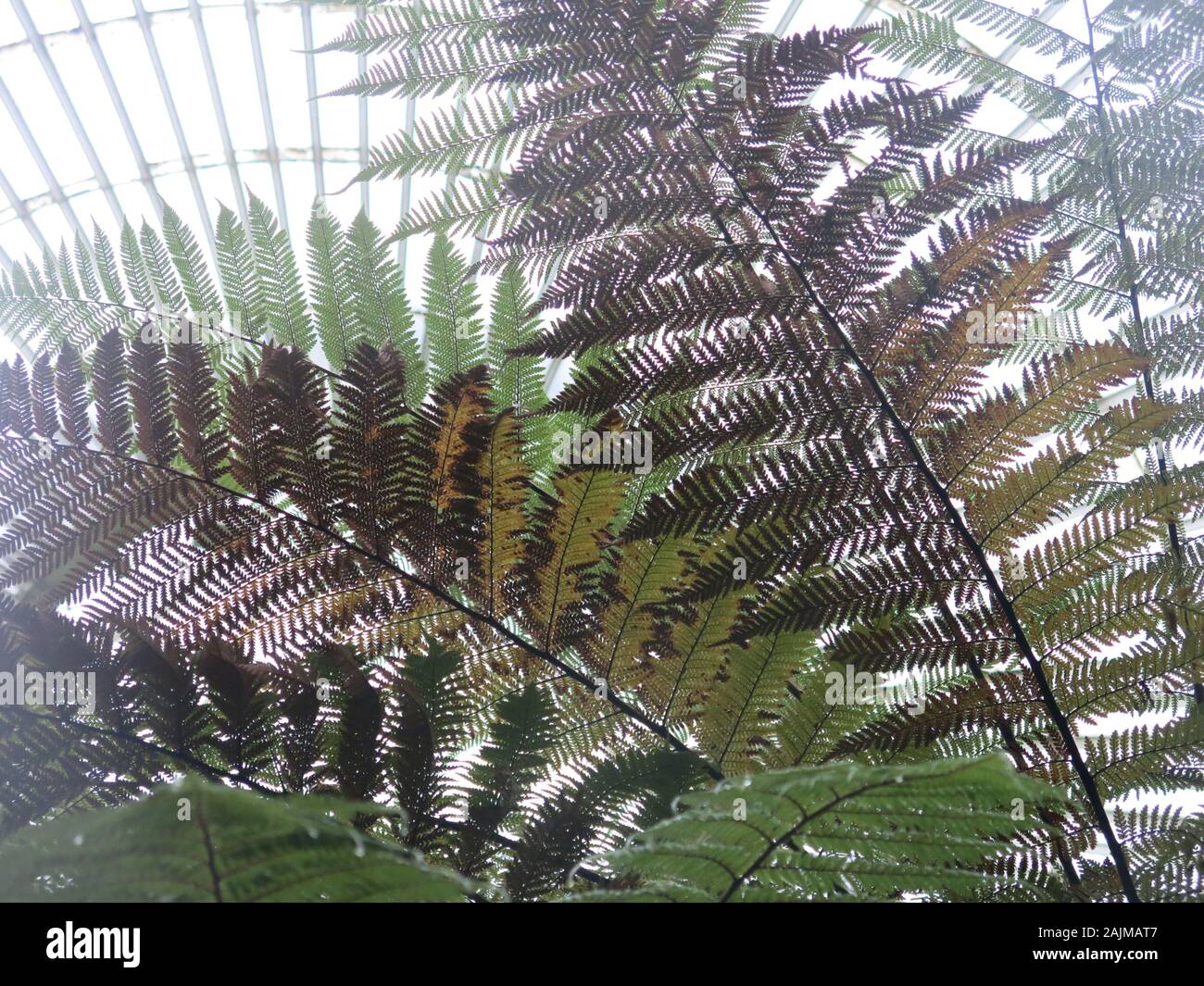 Highly patterned close-up of fronds of tree ferns silhouetted in green ...