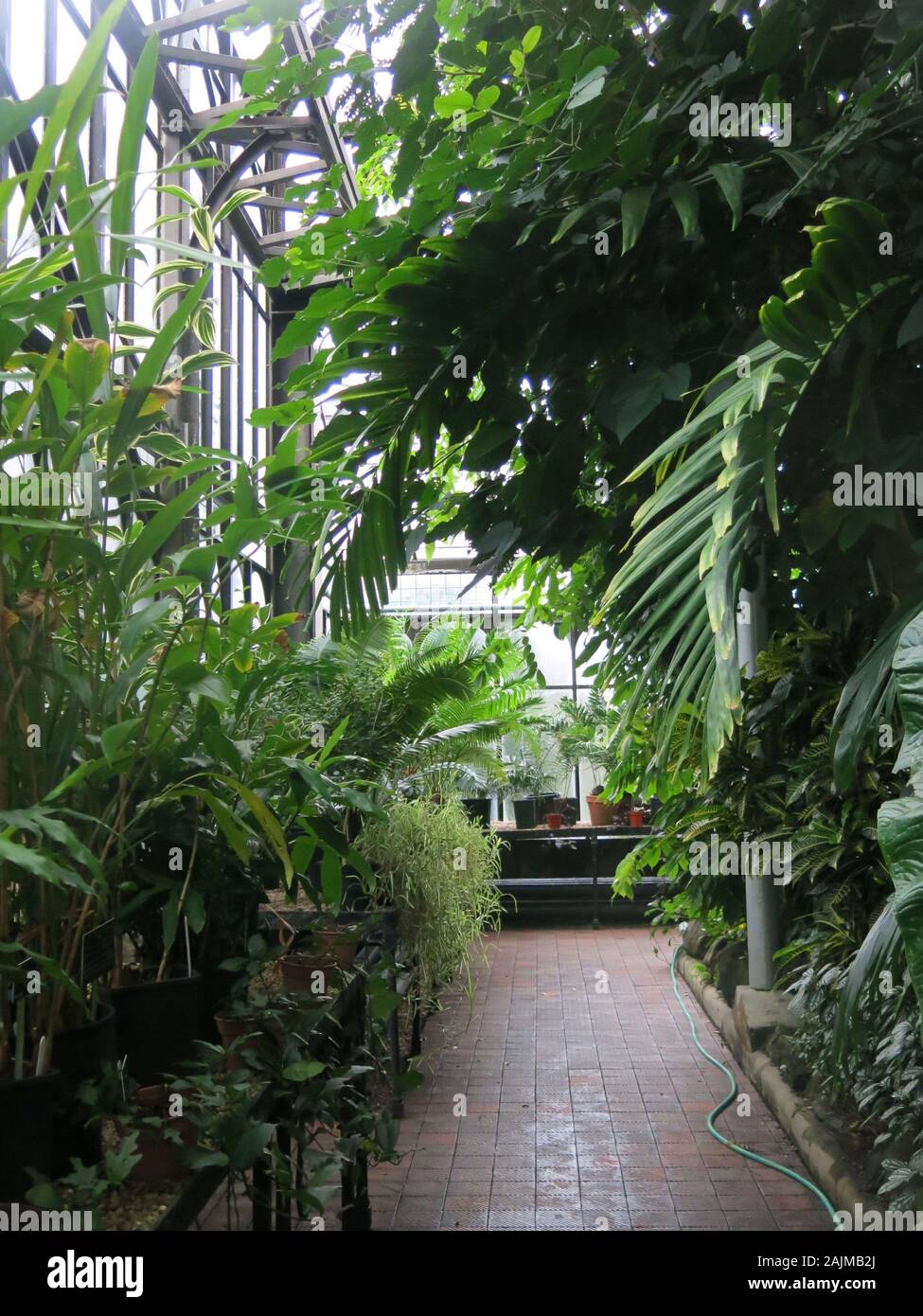Pathways lead through tropical ferns in a rainforest environment at the ...