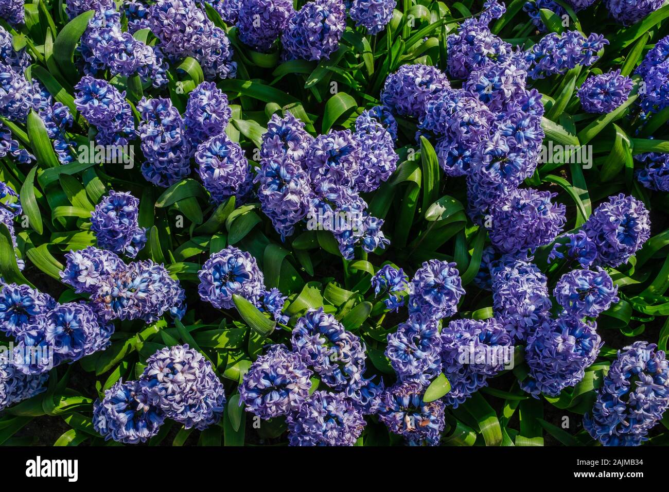 Blue hyacinths hi-res stock photography and images - Alamy