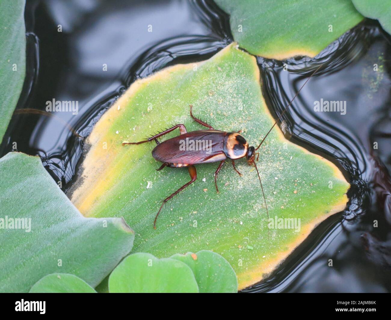 Close-up of a cockroach on a leaf in a pool in the tropical glasshouse ...