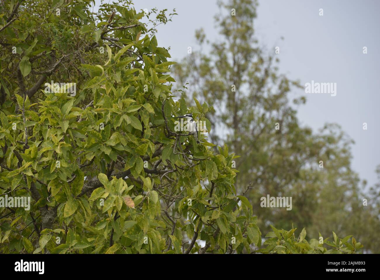 Kingfisher on Lake Kivu, Rwanda Stock Photo - Alamy