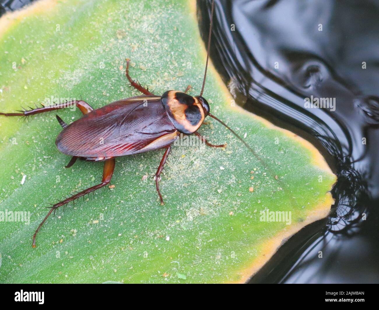 Aquatic cockroach hi-res stock photography and images - Alamy