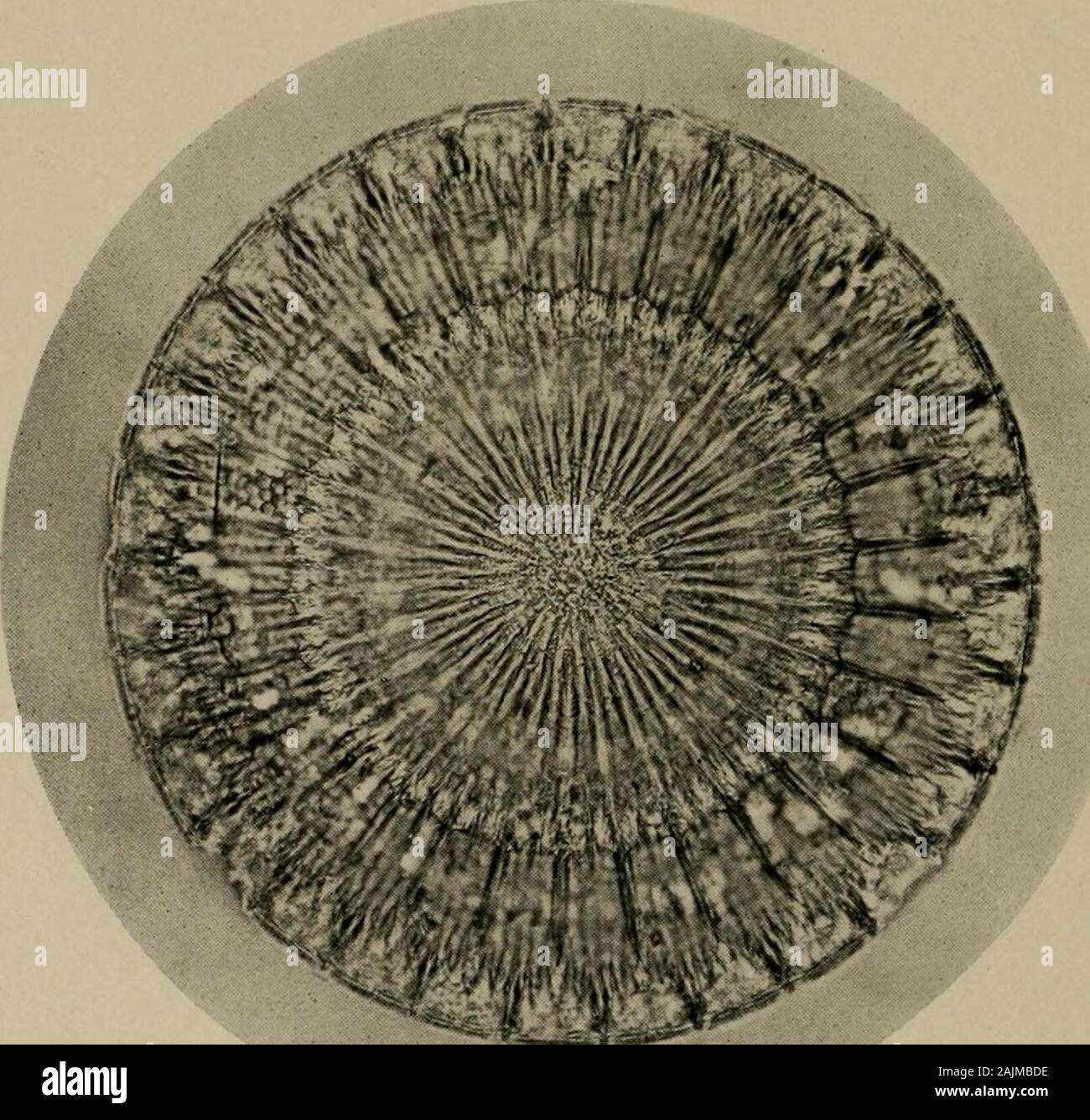 Stephanopyxis sp hi-res stock photography and images - Alamy