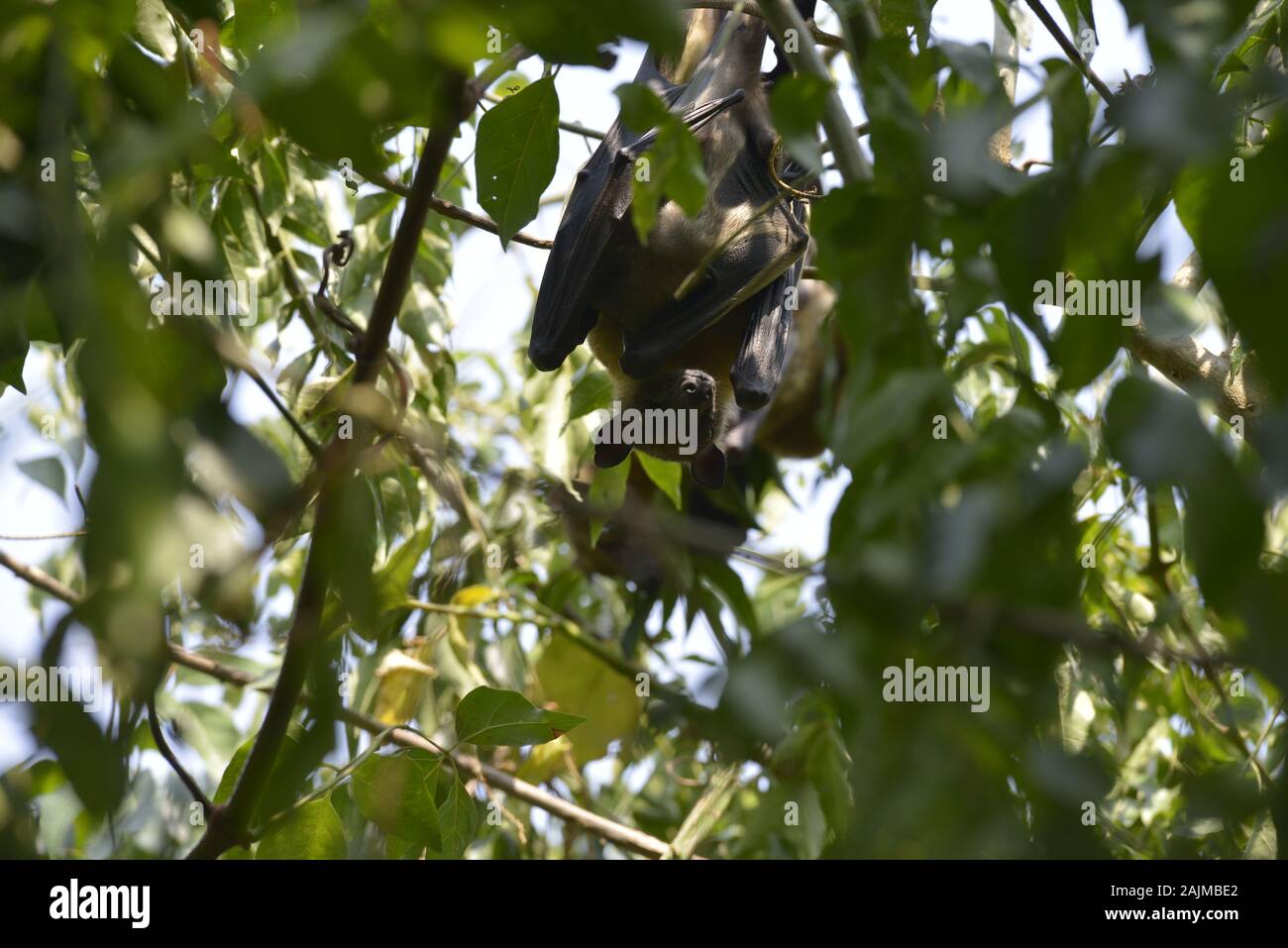 Fruit Bats resting in a tree during the day in lake Kivu, Rwanda Stock ...