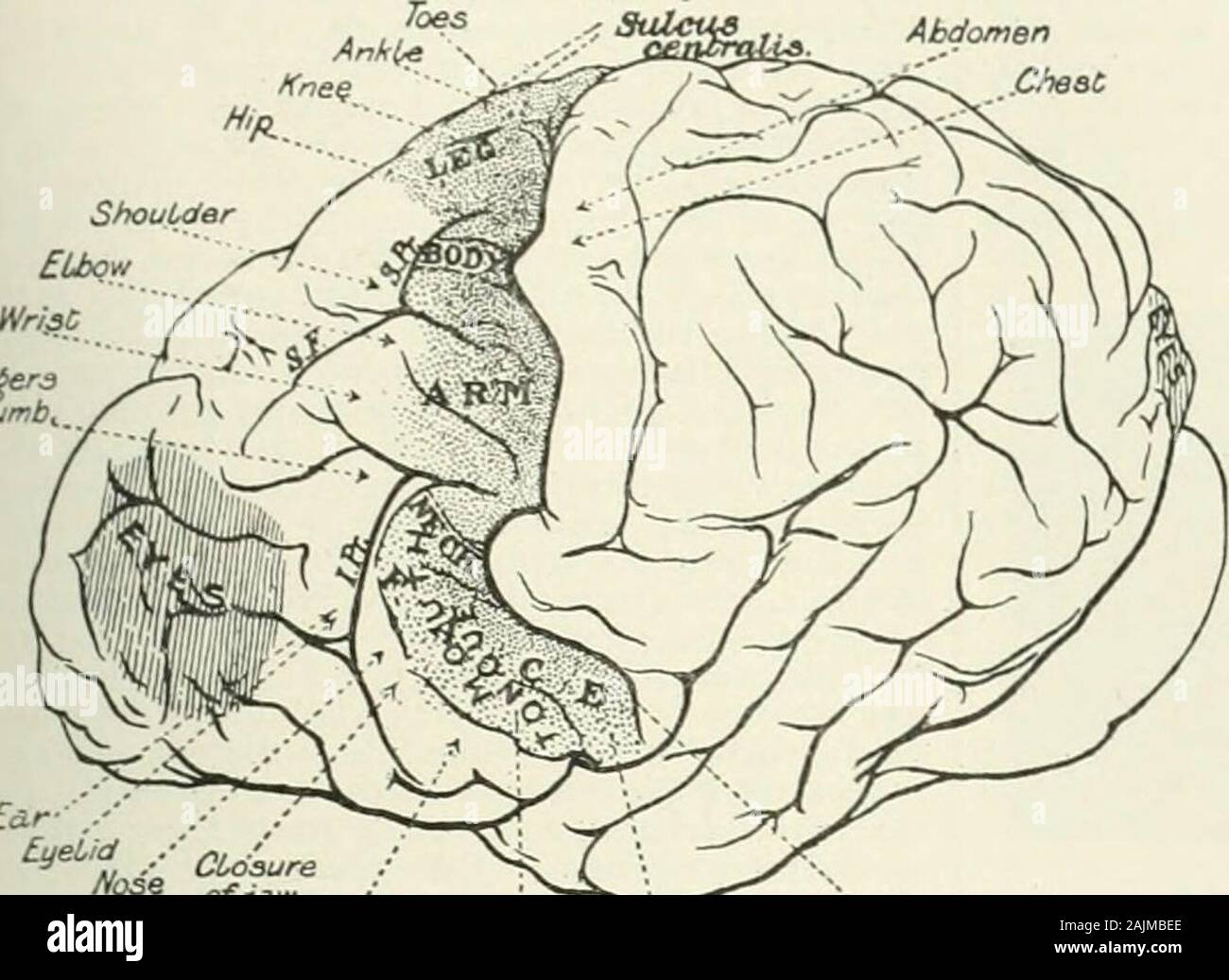 Precentral hi-res stock photography and images - Alamy