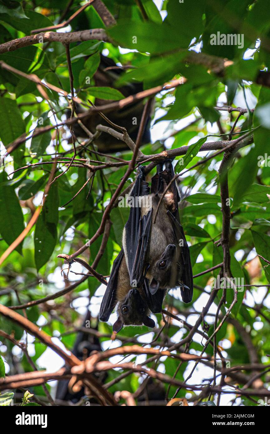 Beautiful wildlife photos hi-res stock photography and images - Alamy