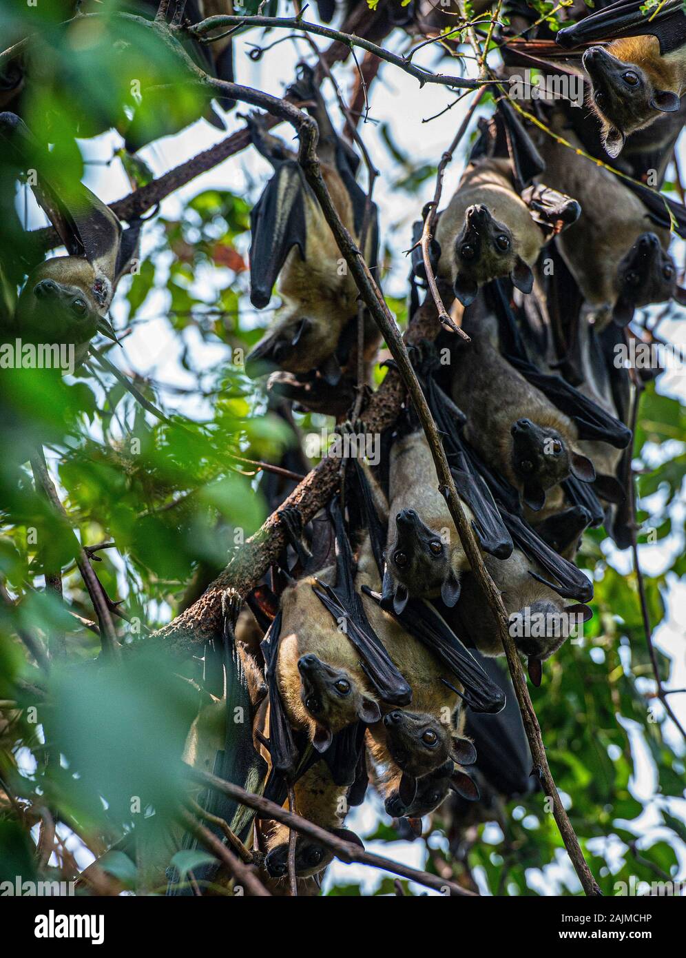 Fruit Bats resting in a tree during the day in lake Kivu, Rwanda Stock ...