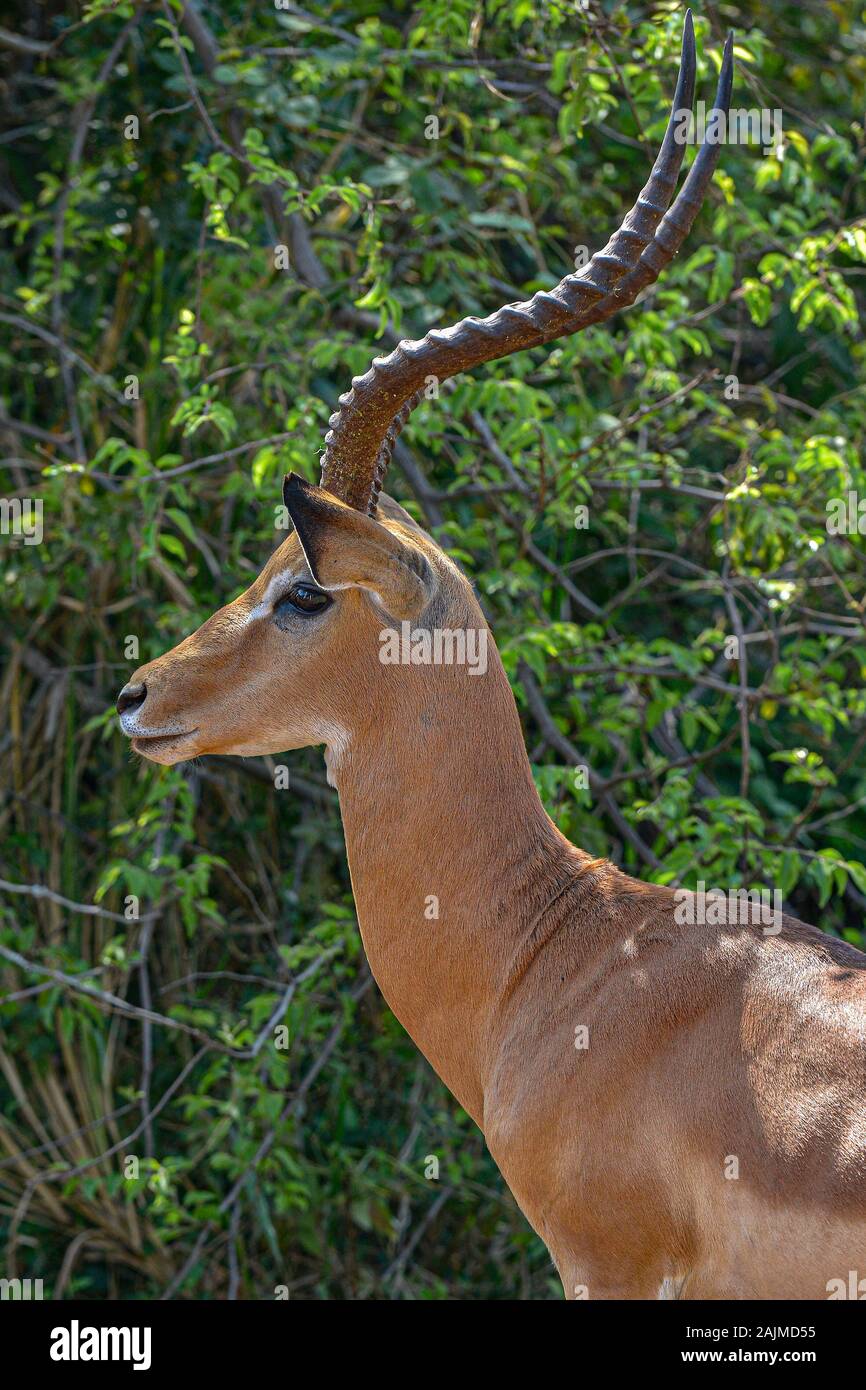Antelope in Akagera National Park in Rwanda Stock Photo - Alamy