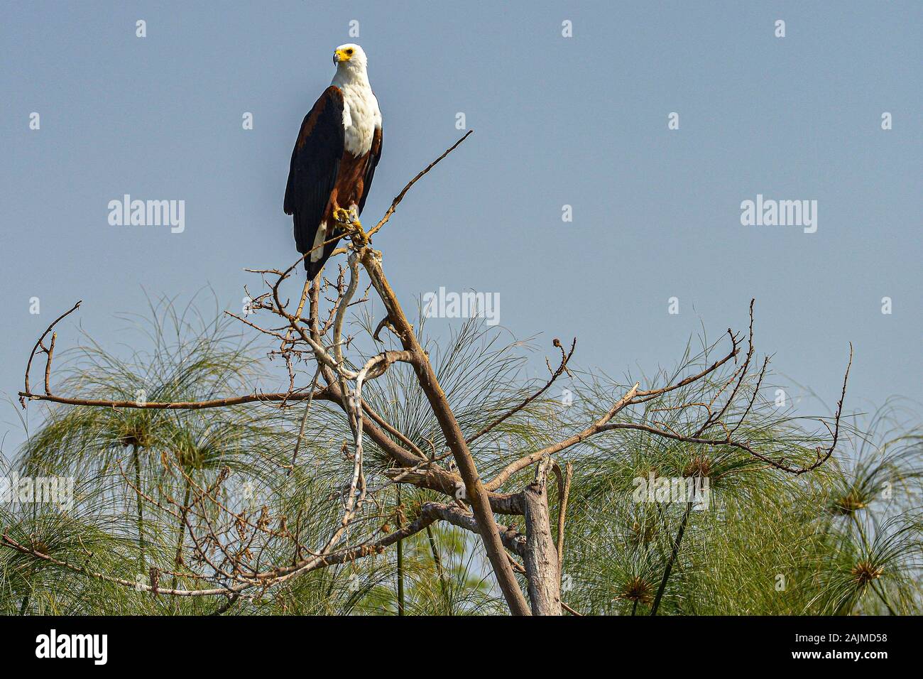 African Fish Eagle sitting in the trees in Akagera National Park ...