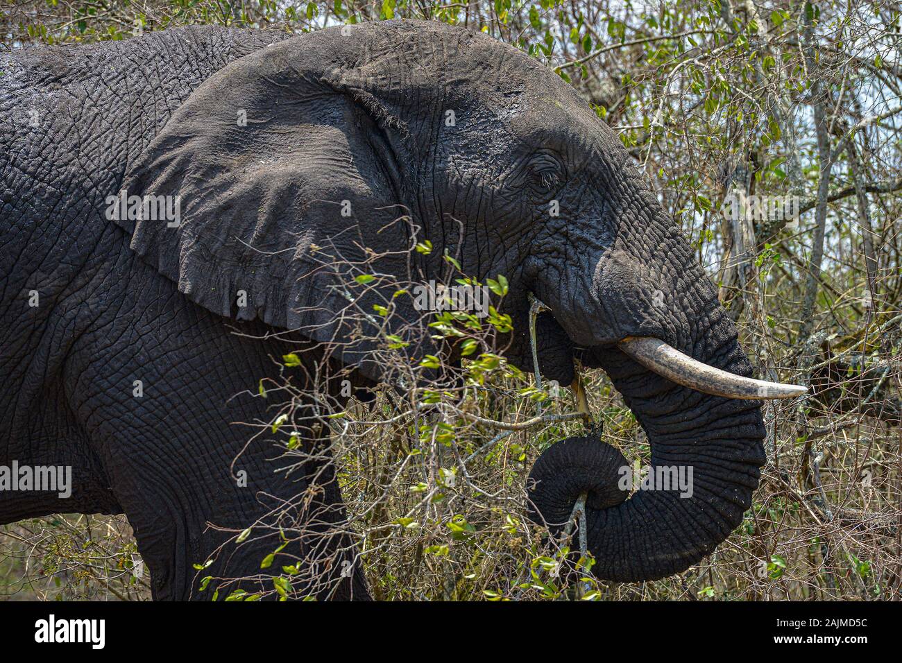 African Elephant in Akagera National Park, Rwanda Stock Photo - Alamy