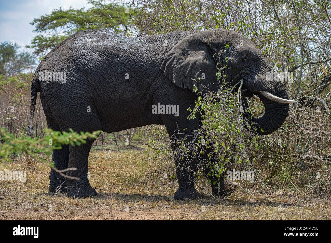 Rwanda elephant akagera national park hi-res stock photography and ...