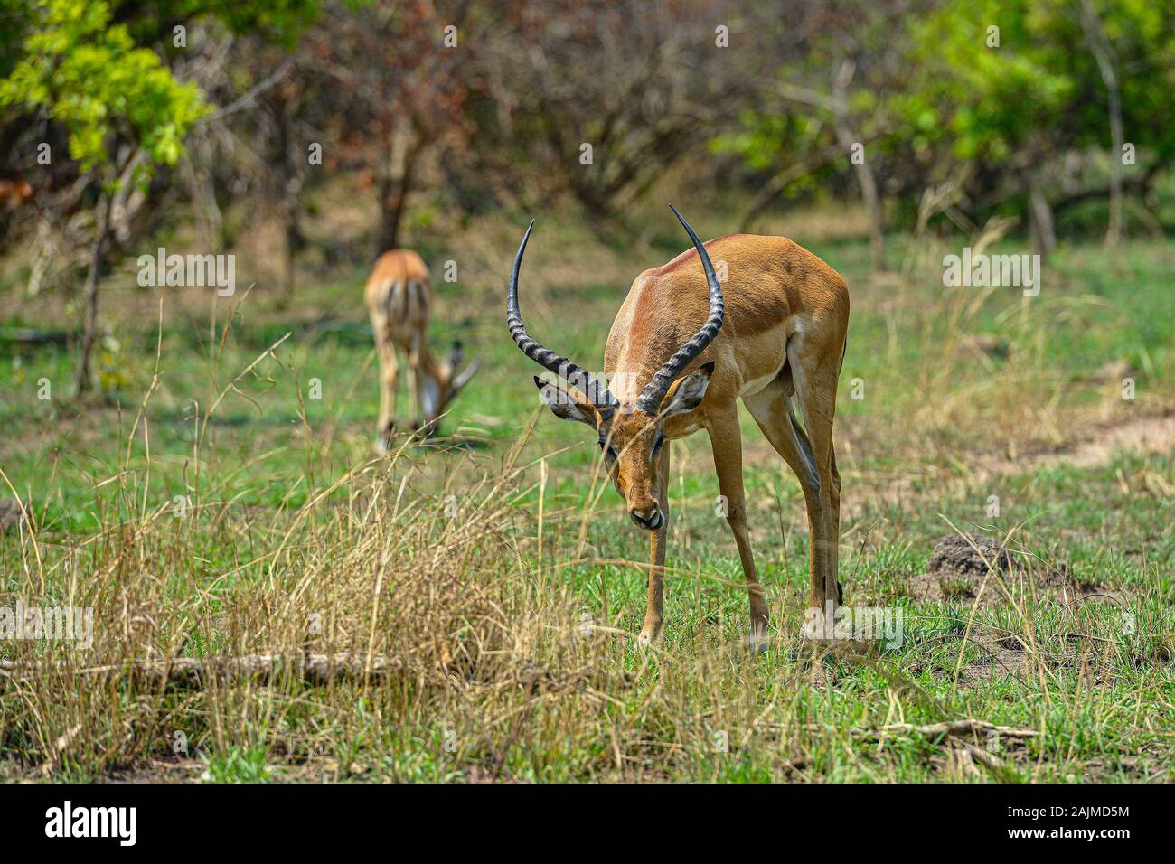 Antelope in Akagera National Park in Rwanda Stock Photo - Alamy