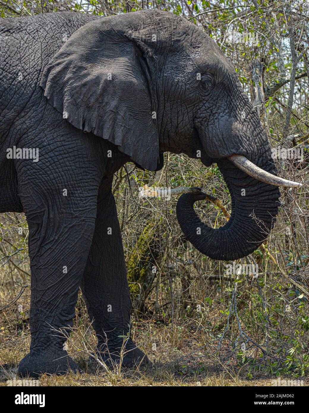 African Elephant in Akagera National Park, Rwanda Stock Photo - Alamy
