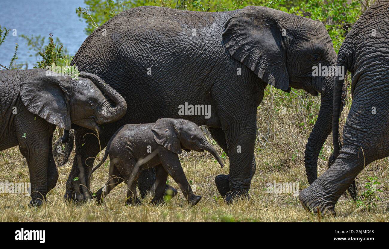 African Elephant in Akagera National Park, Rwanda Stock Photo - Alamy