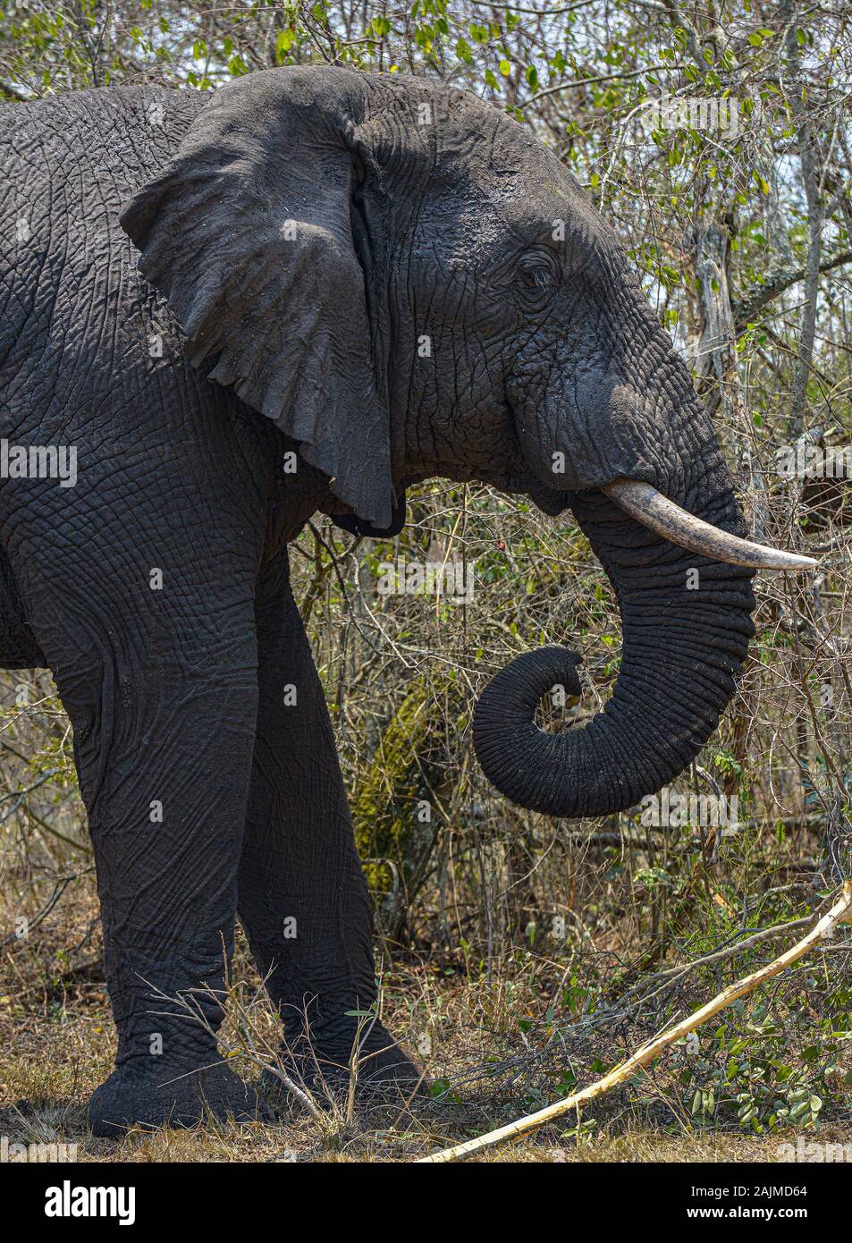 African Elephant in Akagera National Park, Rwanda Stock Photo - Alamy