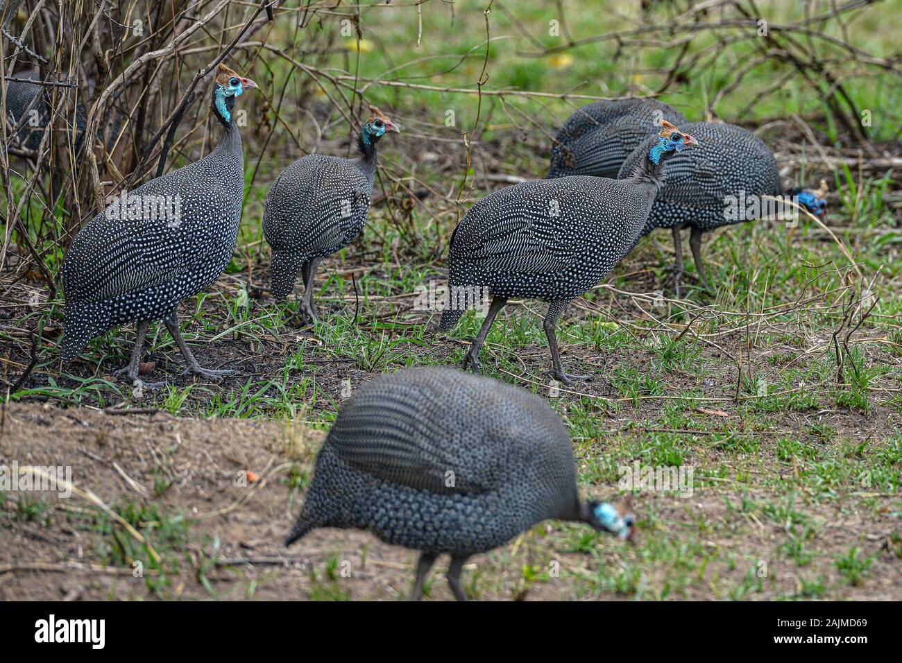 Wild Guinea Fowl in Akagera National Park, Rwanda Stock Photo - Alamy