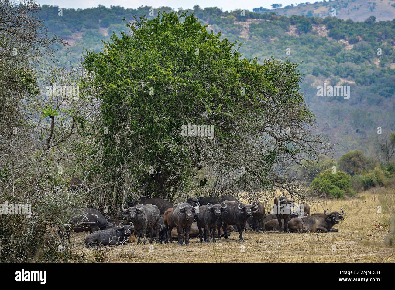 African buffalo in Akagera National Park, Rwanda Stock Photo - Alamy