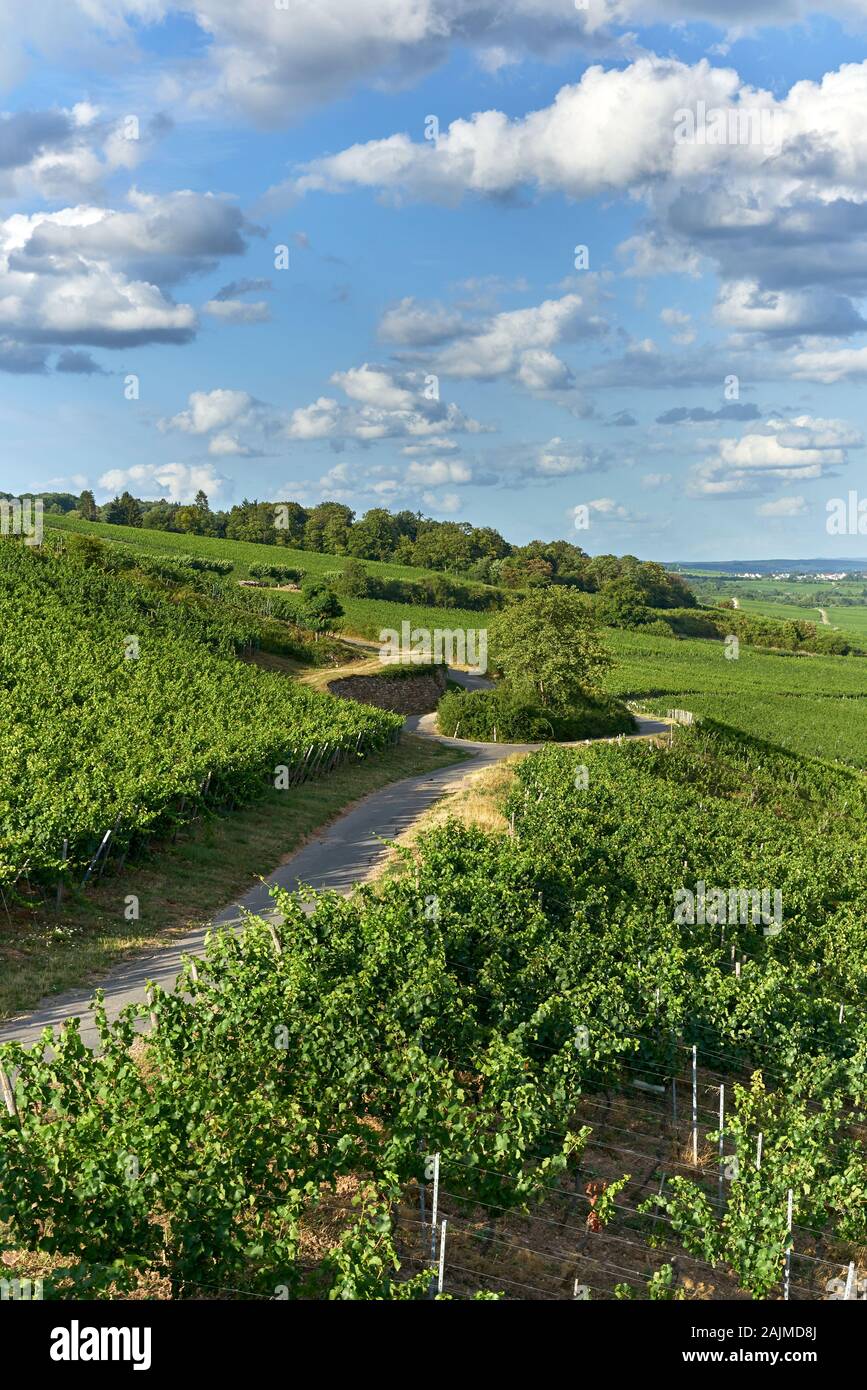 Landscape of the famous Rheinsteig hiking trail winding through lovely ...