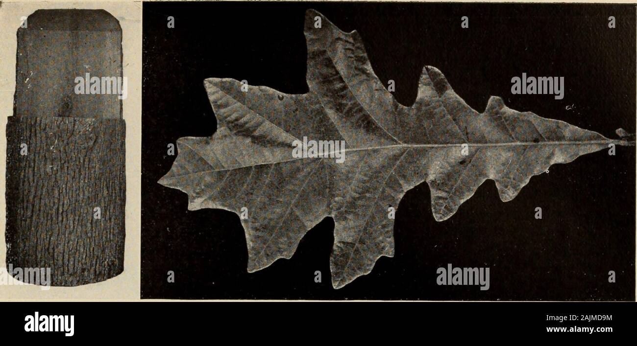 The tree book : A popular guide to a knowledge of the trees of North ...