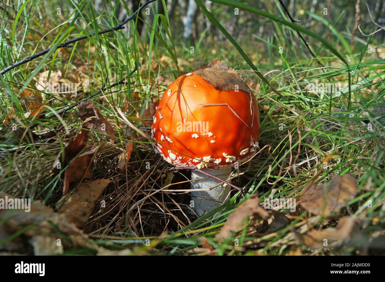 Amanita muscaria mushroom with a red cap in a white dot and a white leg ...
